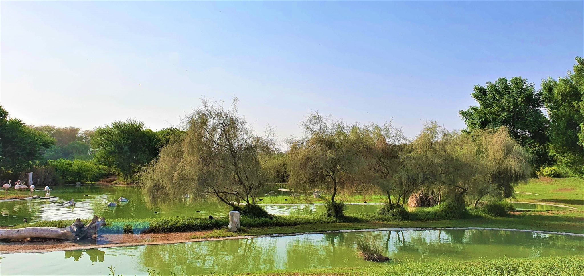 Wasit Wetland Centre Sharjah – Waste Dumping Ground to Natural Marvel